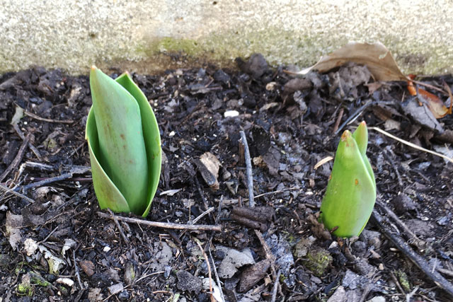 columns_bud | INTERFLEX-YMGS